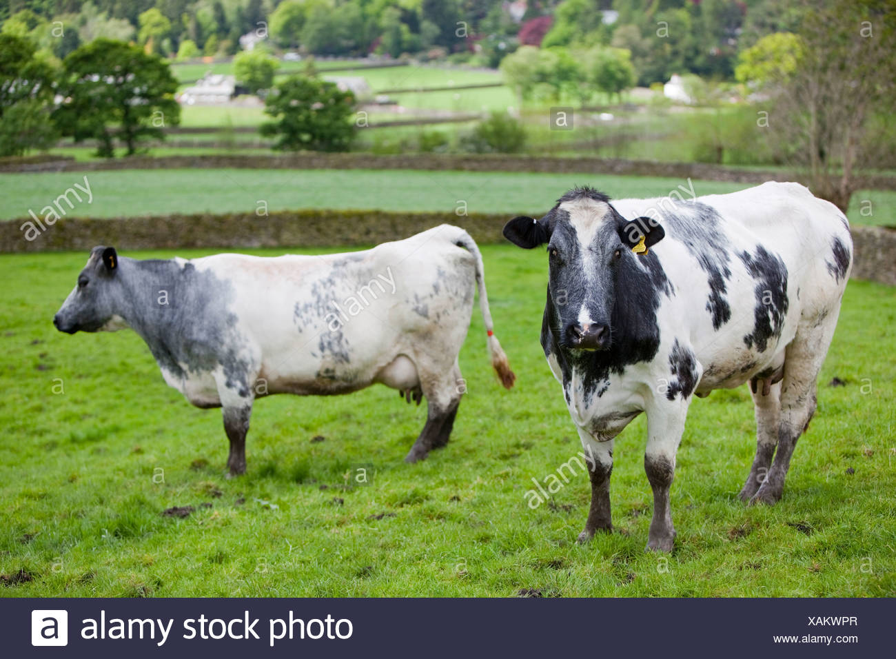 Belgian Blue Cow High Resolution Stock Photography and Images - Alamy