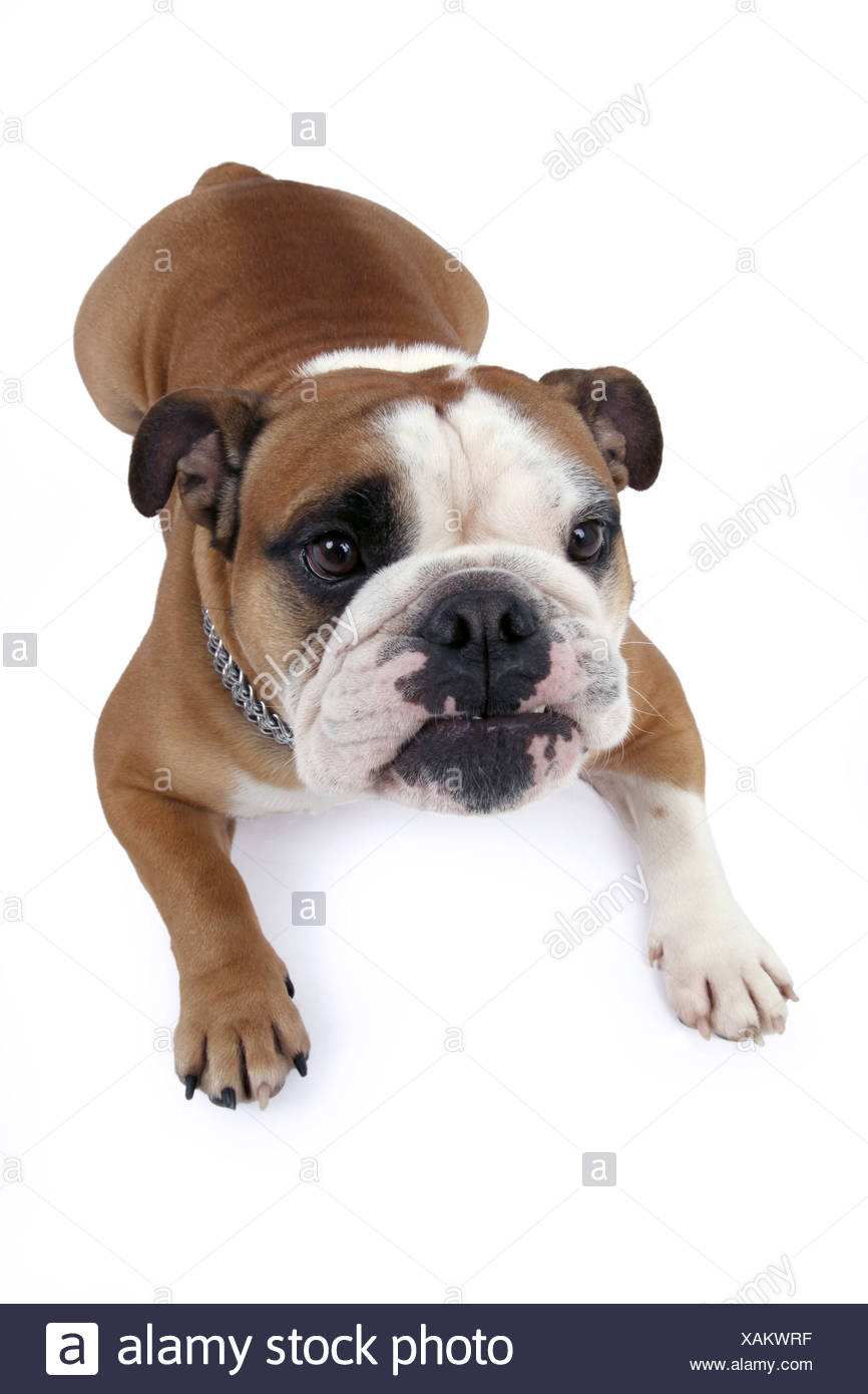 Bulldog Sitting Down High Resolution Stock Photography and Images - Alamy