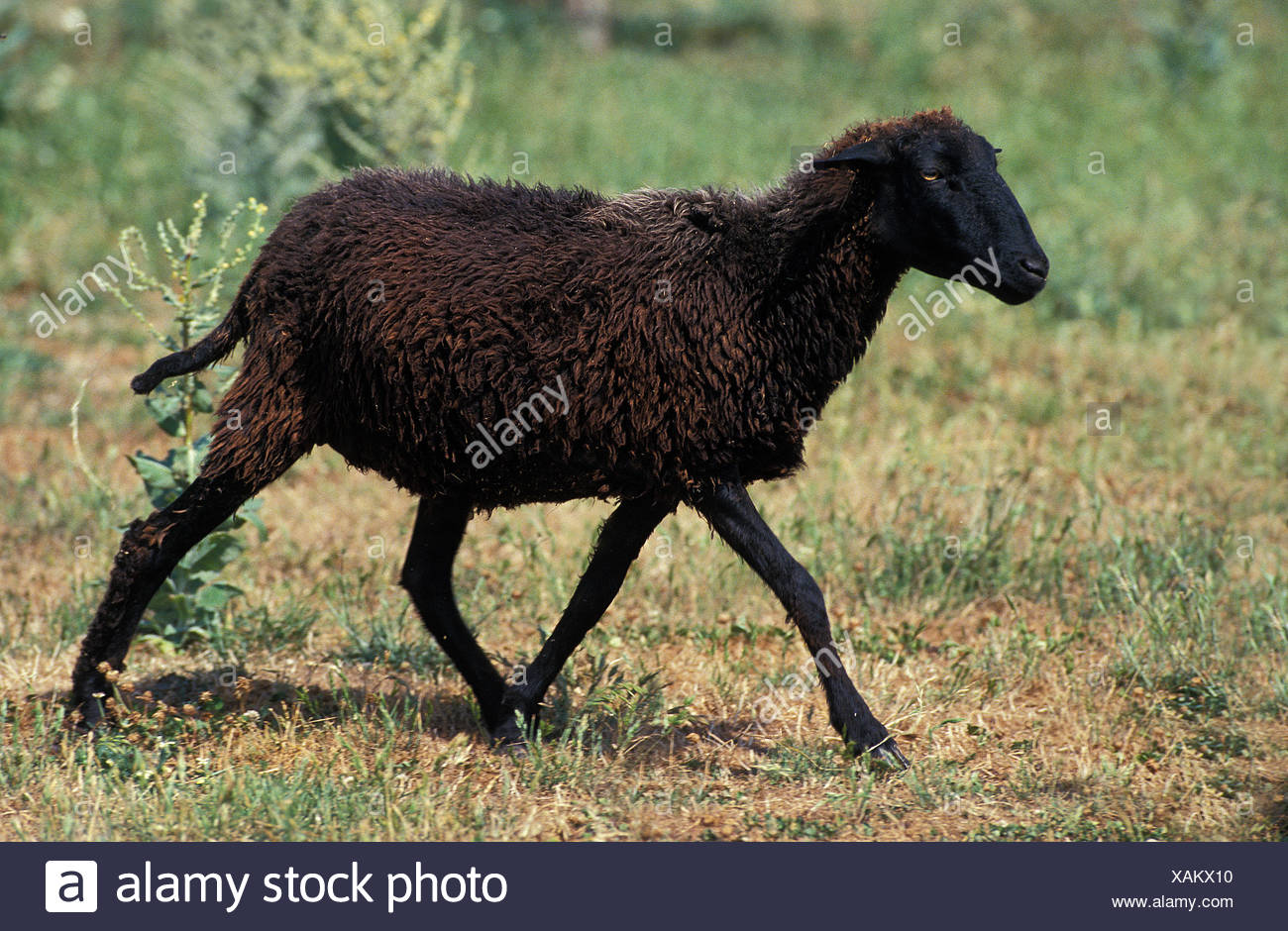 Karakul Sheep Stock Photos & Karakul Sheep Stock Images - Alamy