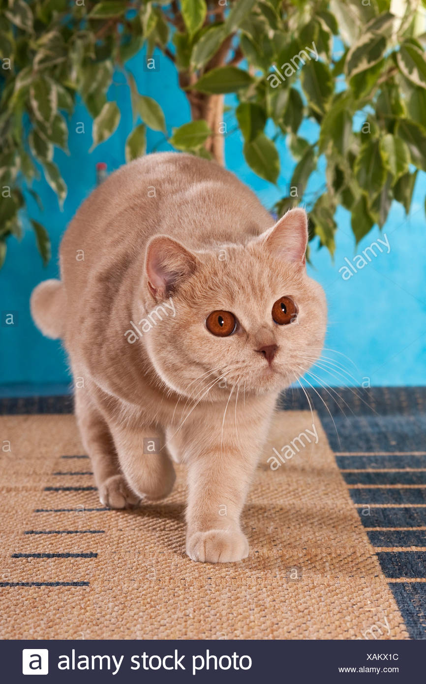 House Cat Walking High Resolution Stock Photography and Images - Alamy