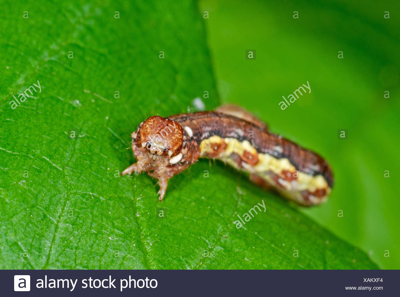Geometer Moth High Resolution Stock Photography and Images - Alamy