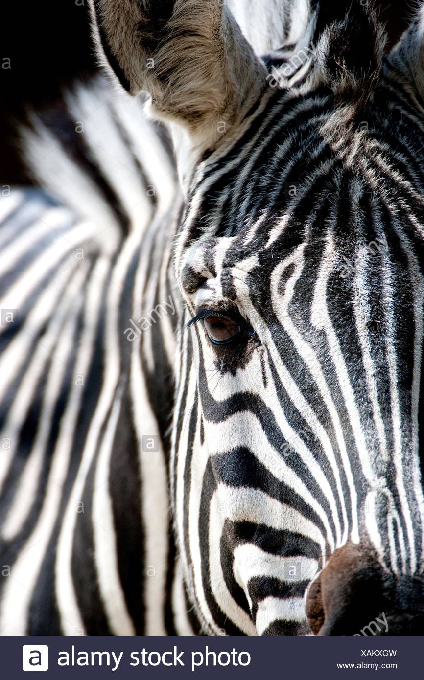Zebra Face High Resolution Stock Photography and Images - Alamy