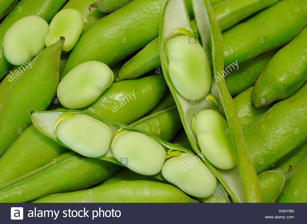 Haba Bean High Resolution Stock Photography and Images - Alamy
