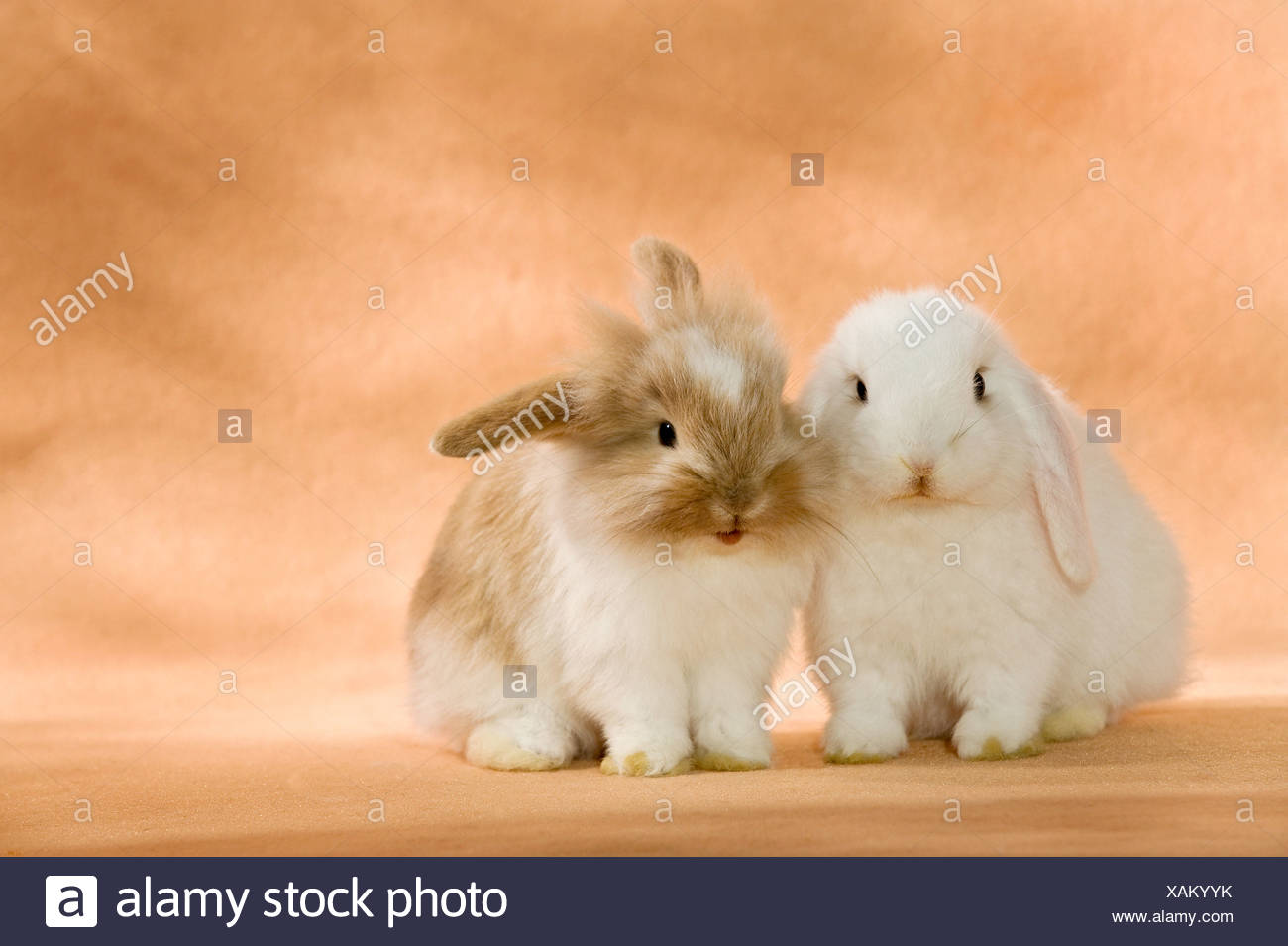Lionhead Lop High Resolution Stock Photography and Images - Alamy
