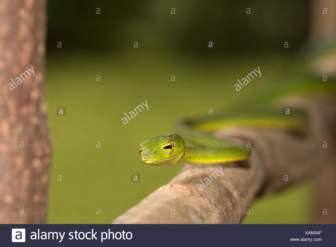 Venomous Snake Fang High Resolution Stock Photography and Images - Alamy