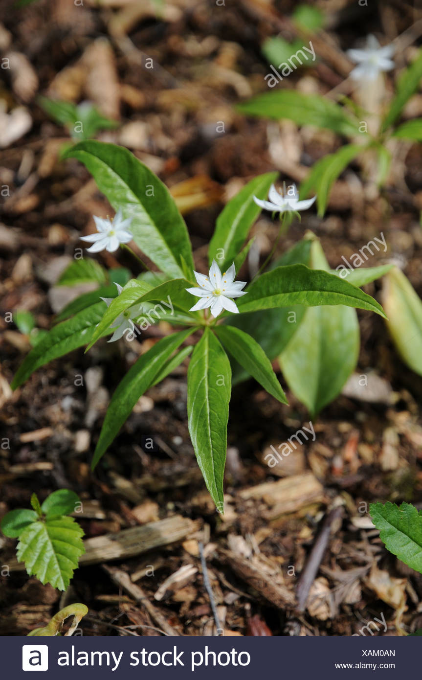 Starflowers High Resolution Stock Photography and Images - Alamy