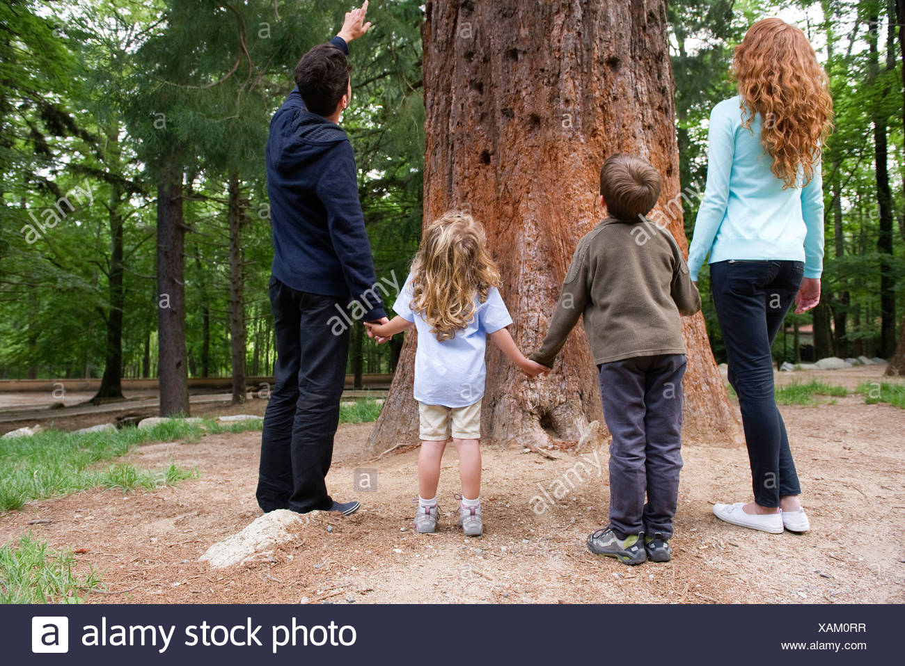 Tree With Two Trunks High Resolution Stock Photography and Images - Alamy