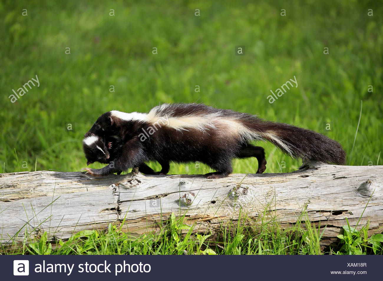 Skunk Mother And Baby High Resolution Stock Photography and Images - Alamy