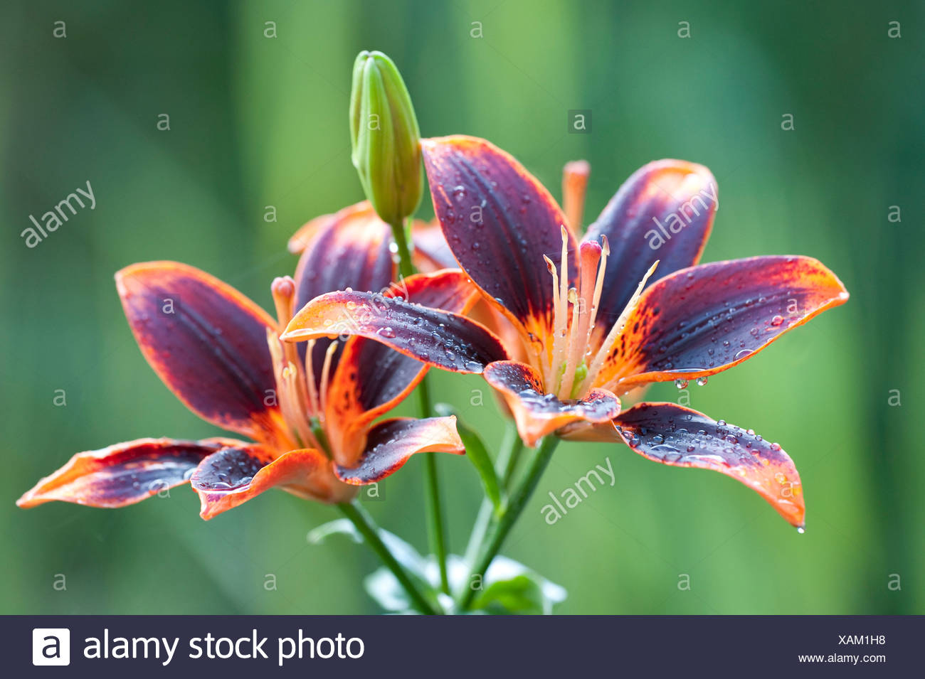 Red Lily High Resolution Stock Photography and Images - Alamy
