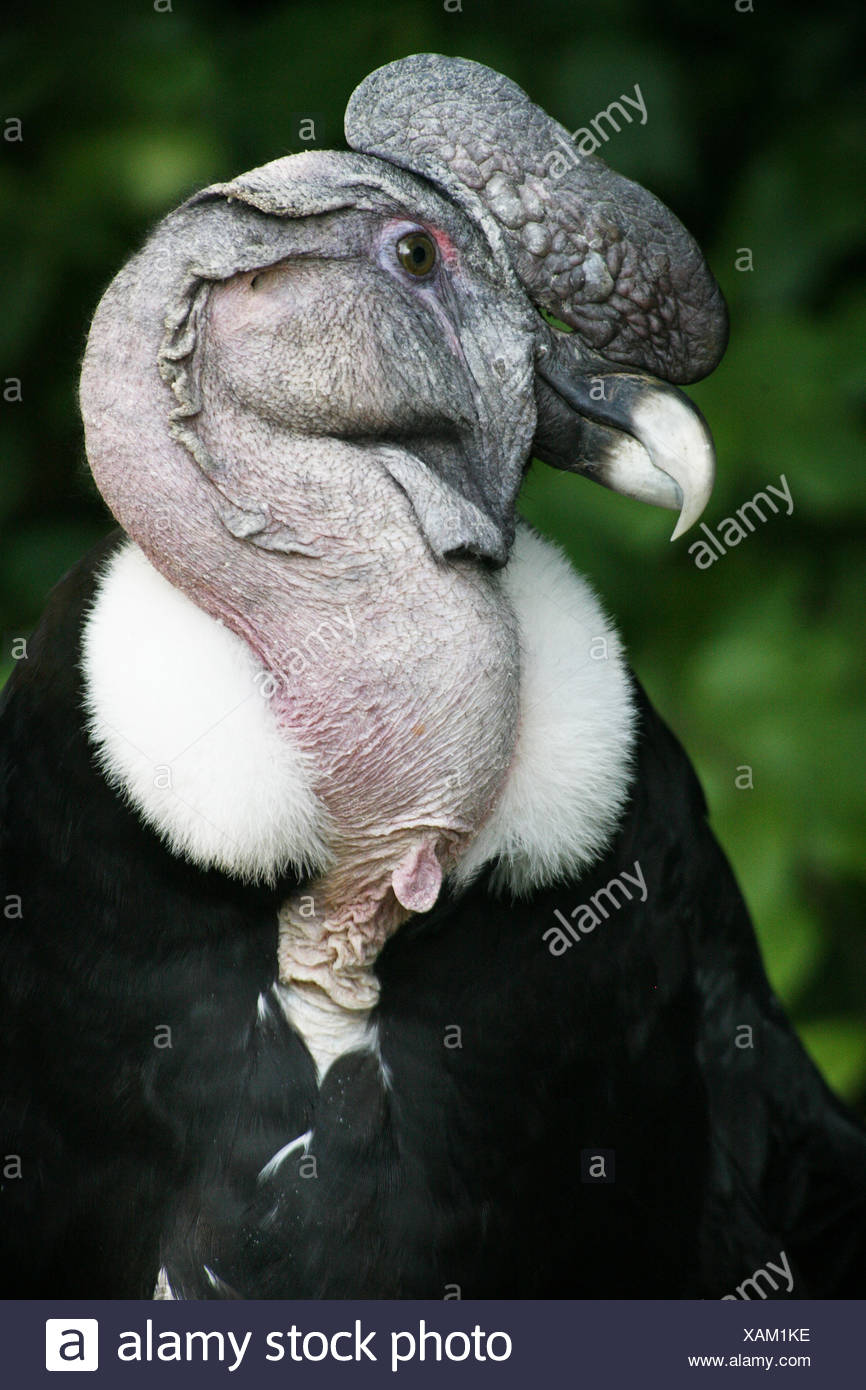 Aasvogel High Resolution Stock Photography and Images - Alamy