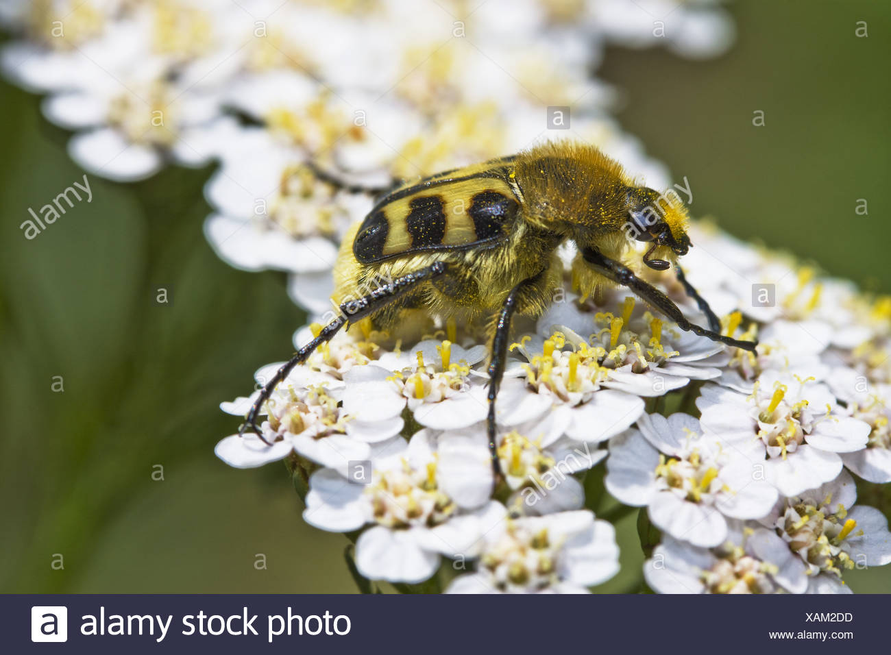 Fauna And Kaefer High Resolution Stock Photography and Images - Alamy