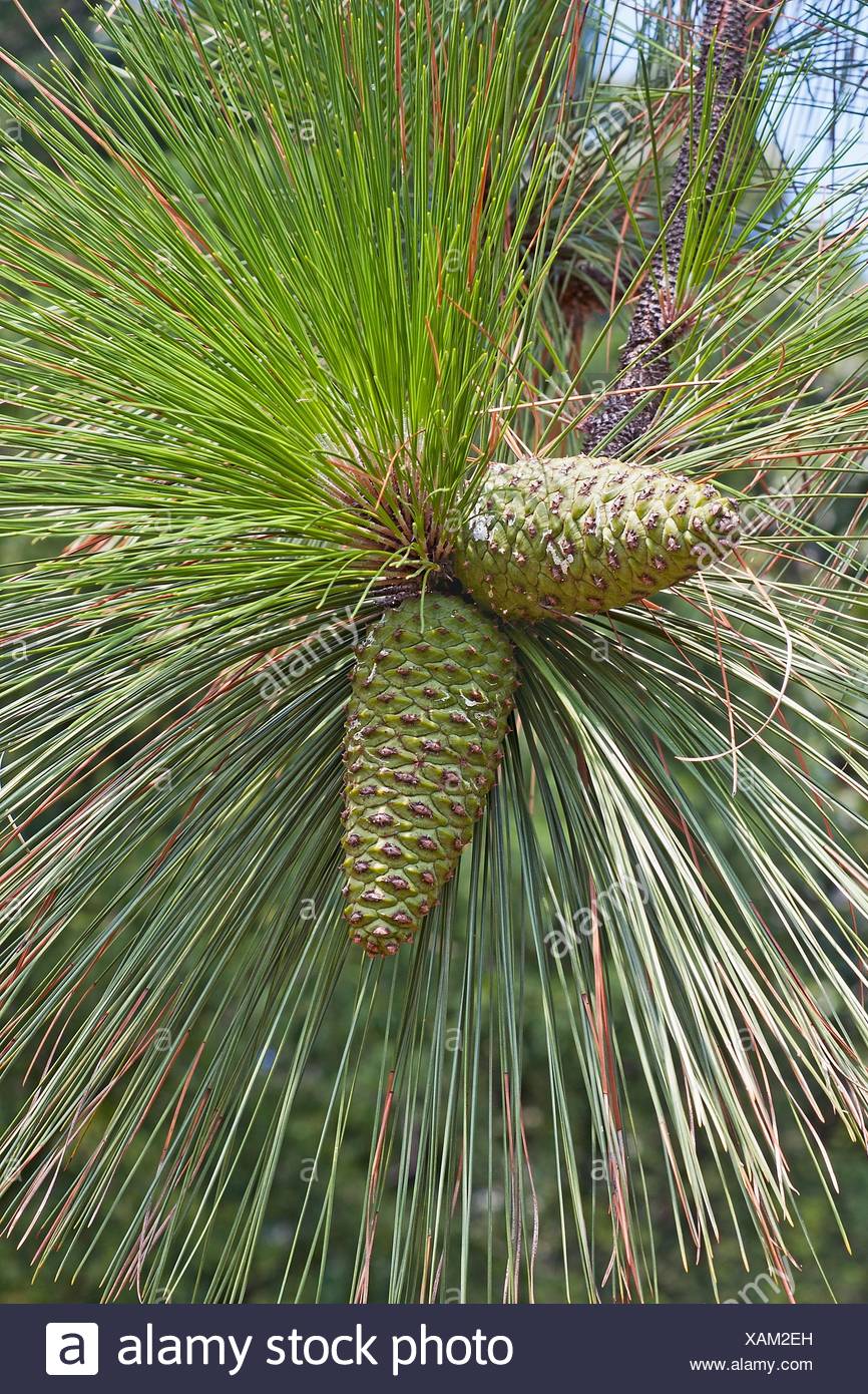 Southern Yellow Pine Stock Photos & Southern Yellow Pine Stock Images ...