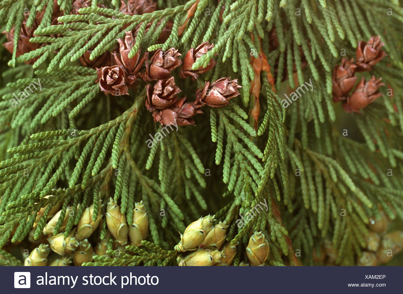 Cedar Cones High Resolution Stock Photography and Images - Alamy