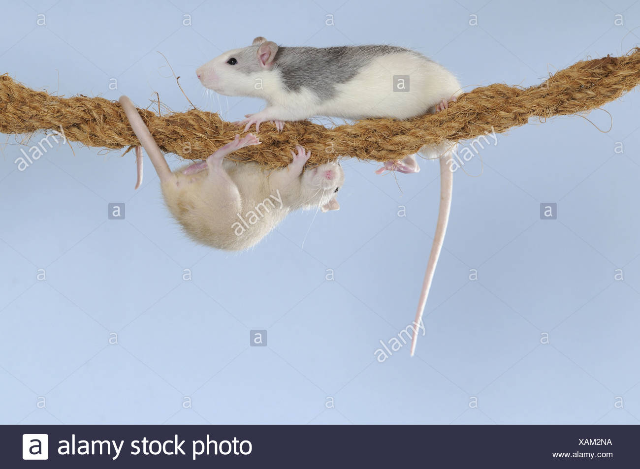 Rats Climbing High Resolution Stock Photography and Images - Alamy