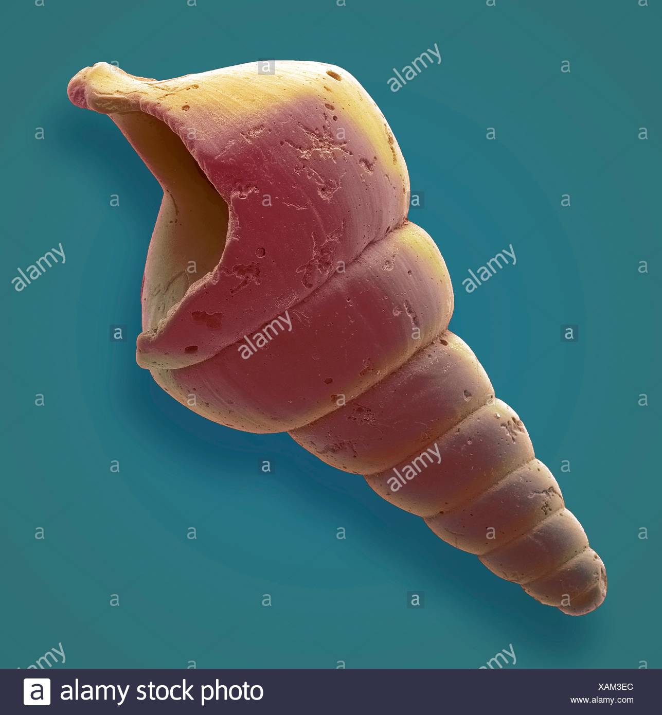 Scanning Beach High Resolution Stock Photography and Images - Alamy