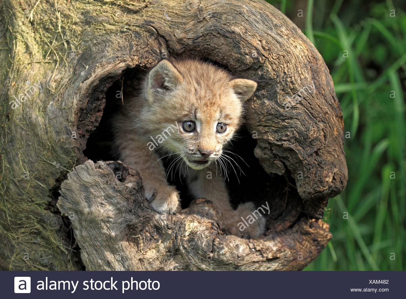 Felis Lynx Canadensis High Resolution Stock Photography and Images - Alamy