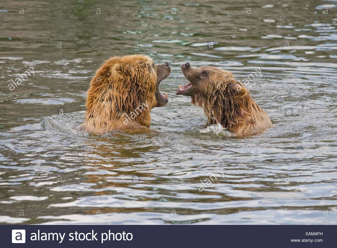 Kodiak Bear Fighting High Resolution Stock Photography and Images - Alamy