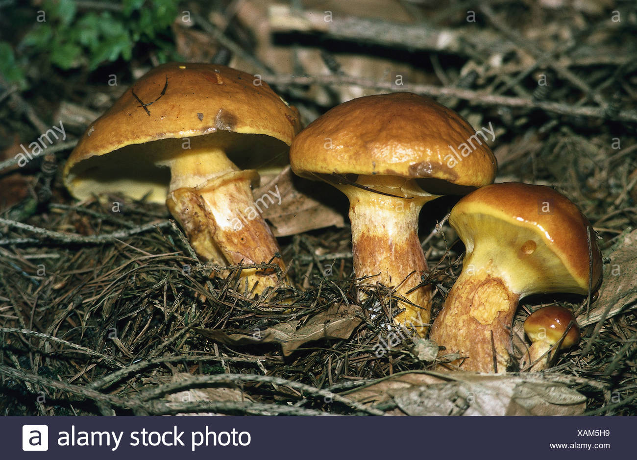 Suillus Flavus High Resolution Stock Photography and Images - Alamy