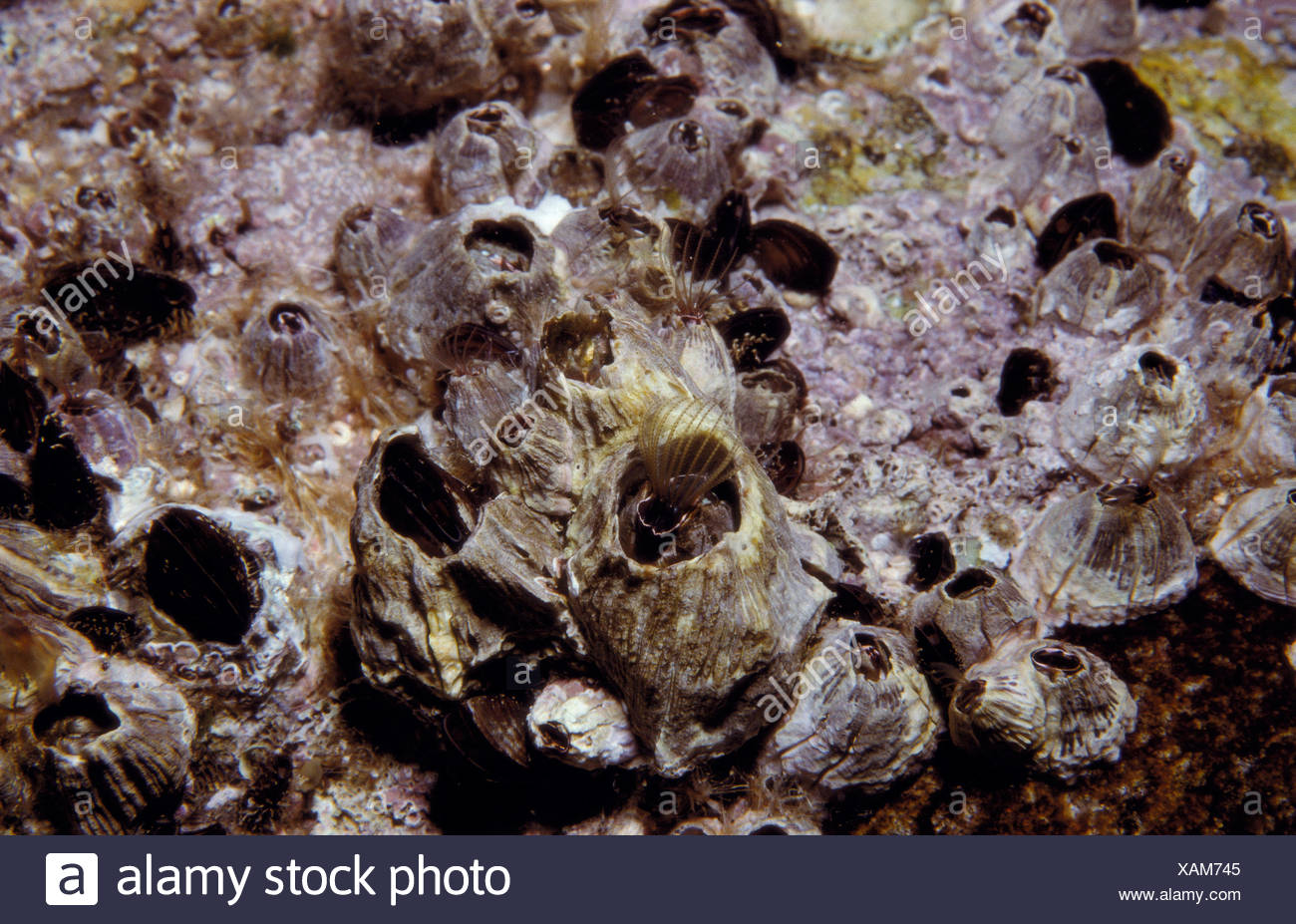 Balanus Balanoides Stock Photos & Balanus Balanoides Stock Images - Alamy