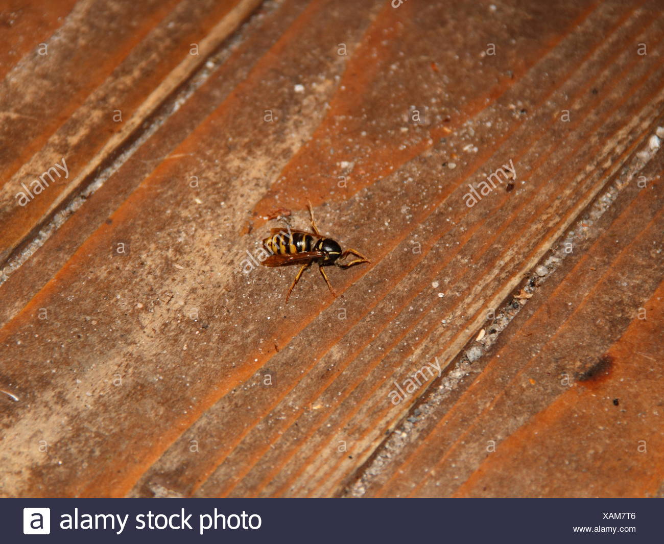 Killer Queen Queen High Resolution Stock Photography and Images - Alamy