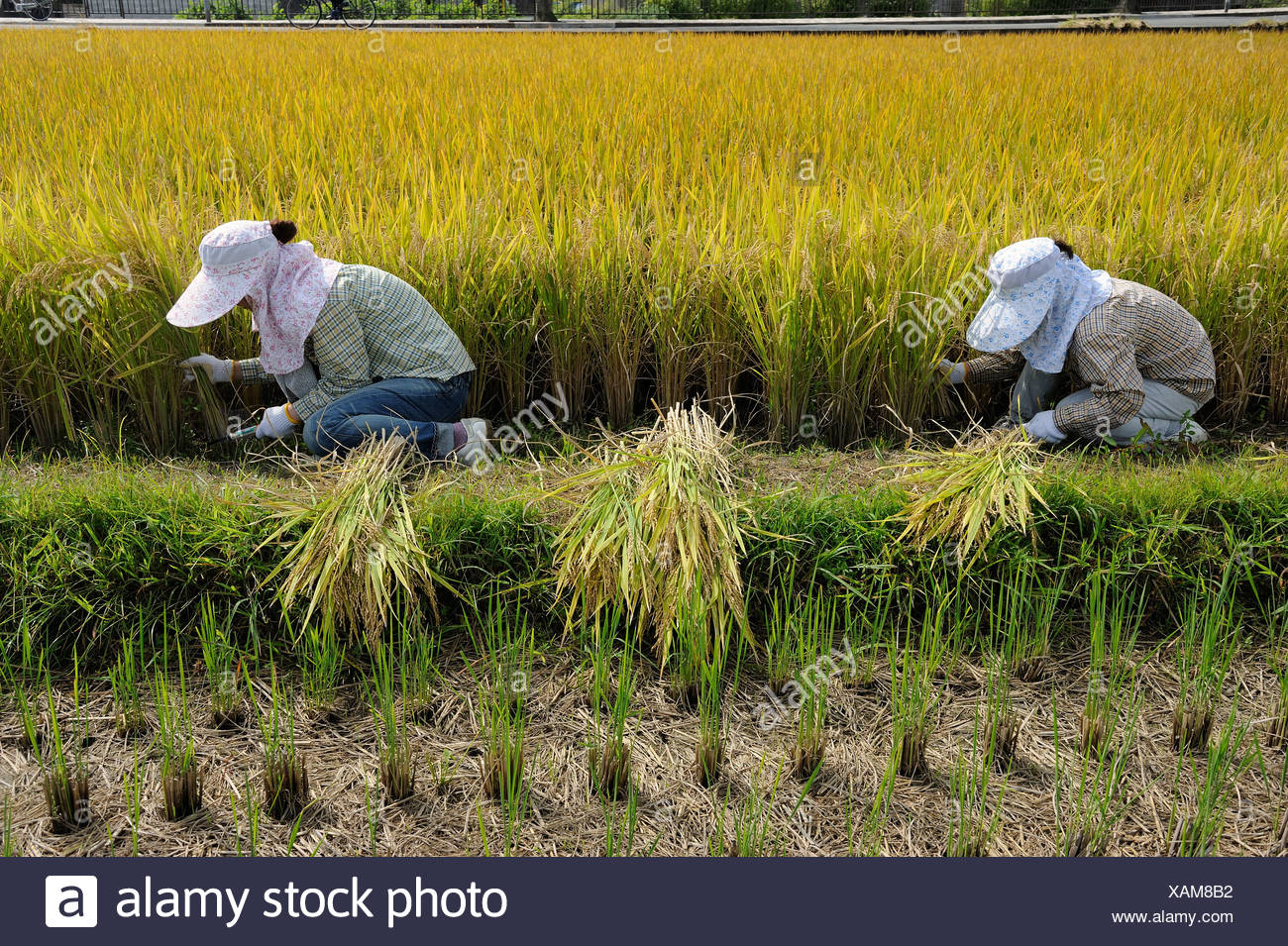 Japanese Crop High Resolution Stock Photography and Images - Alamy