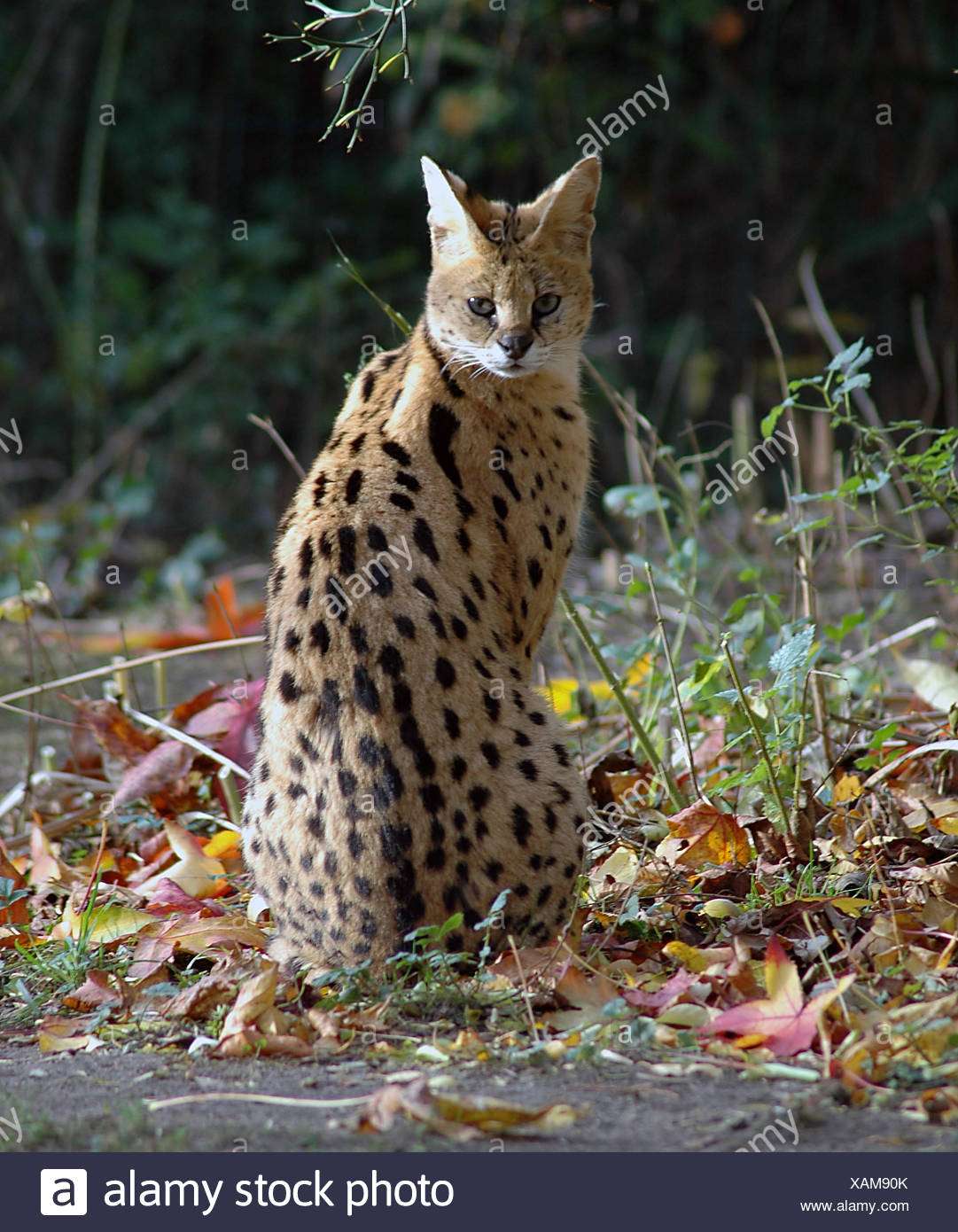 Serval Cat Skin High Resolution Stock Photography and Images - Alamy