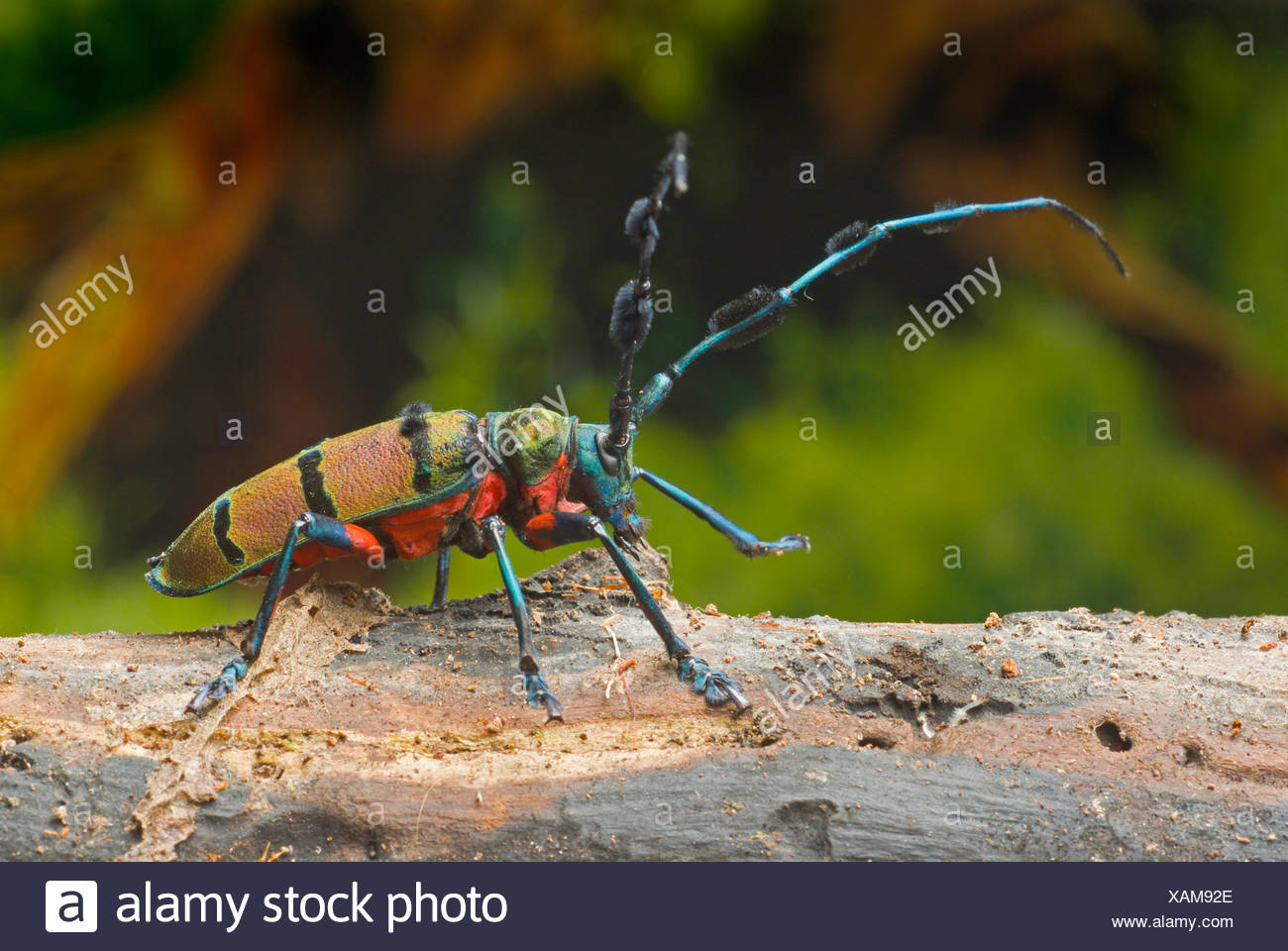 Wood Beetles High Resolution Stock Photography and Images - Alamy