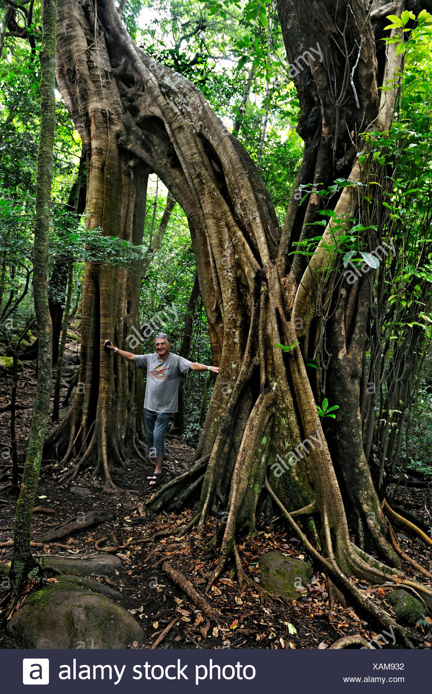 Fig Tree Ficus Sp High Resolution Stock Photography and Images - Alamy