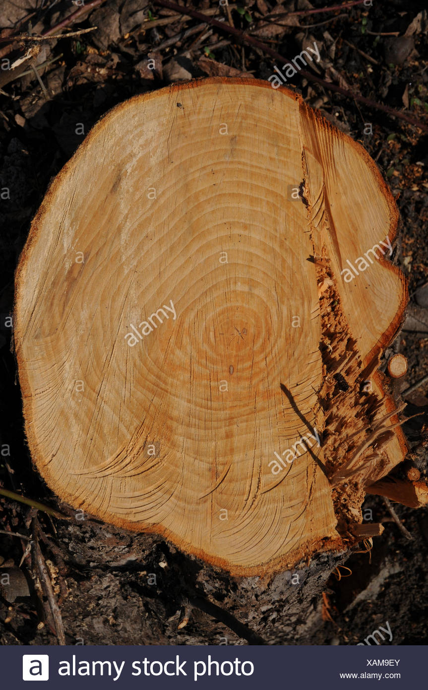 Forst Tree High Resolution Stock Photography and Images - Alamy
