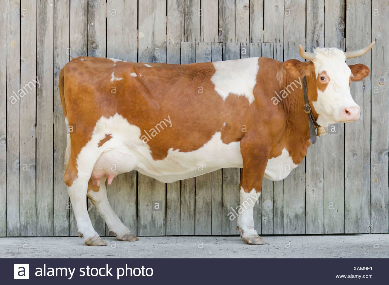 Cow Barn Stock Photos & Cow Barn Stock Images - Alamy