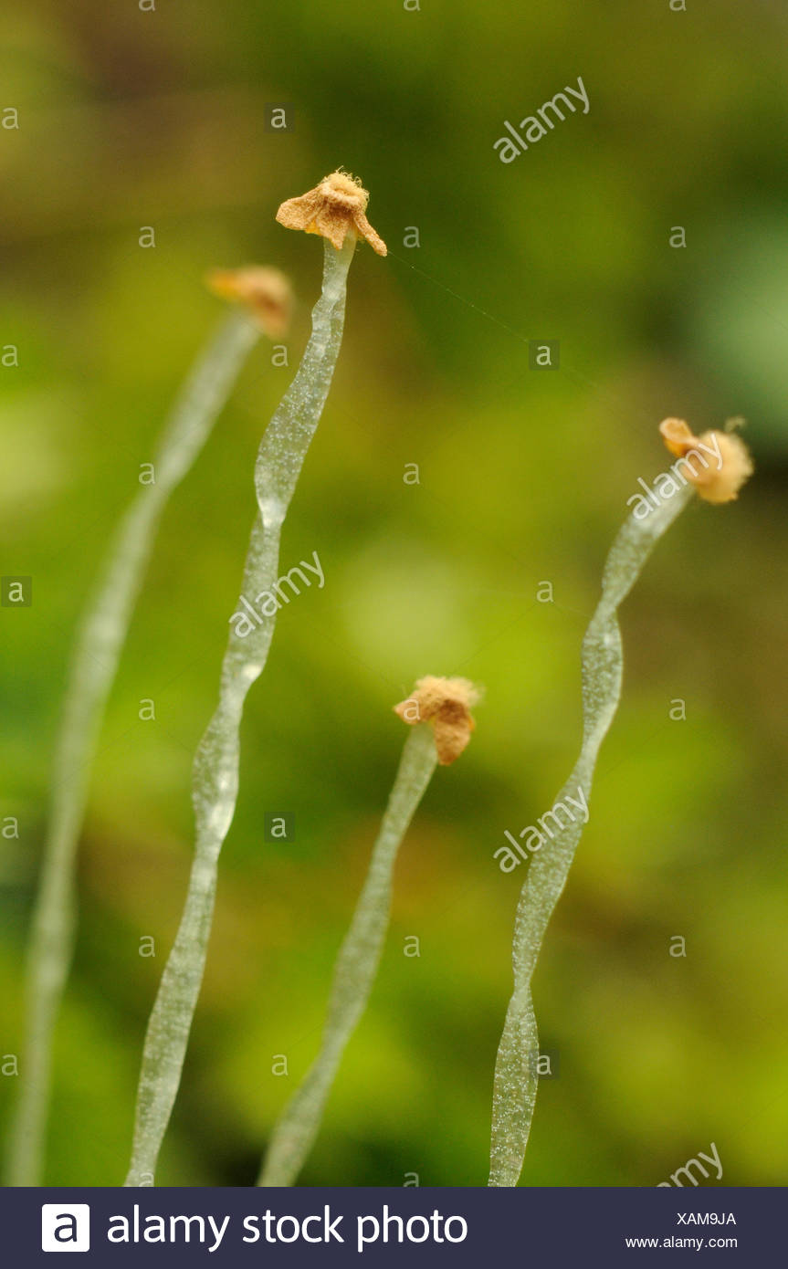 Common Pellia High Resolution Stock Photography and Images - Alamy