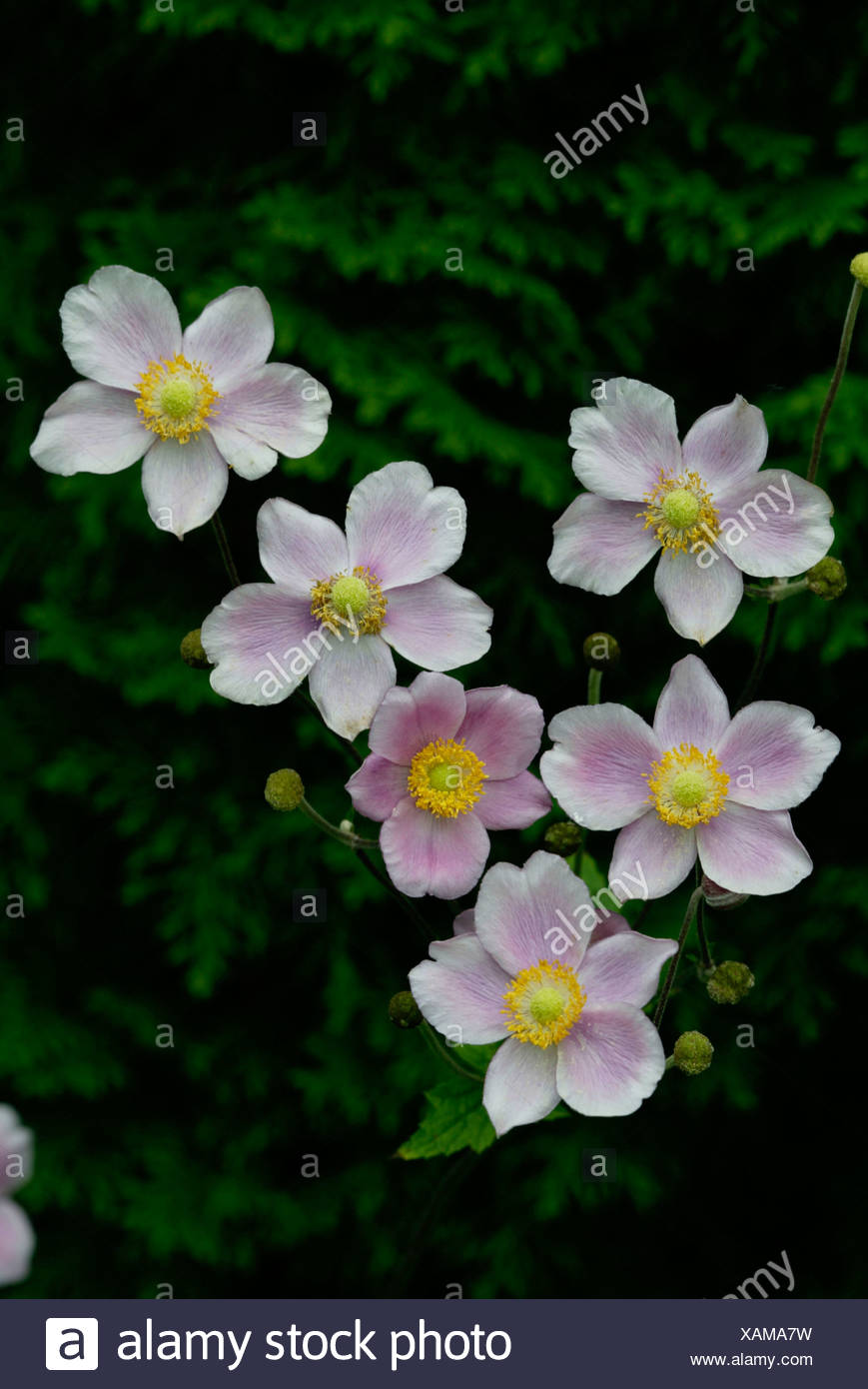 Anemone Tomentosa High Resolution Stock Photography and Images - Alamy