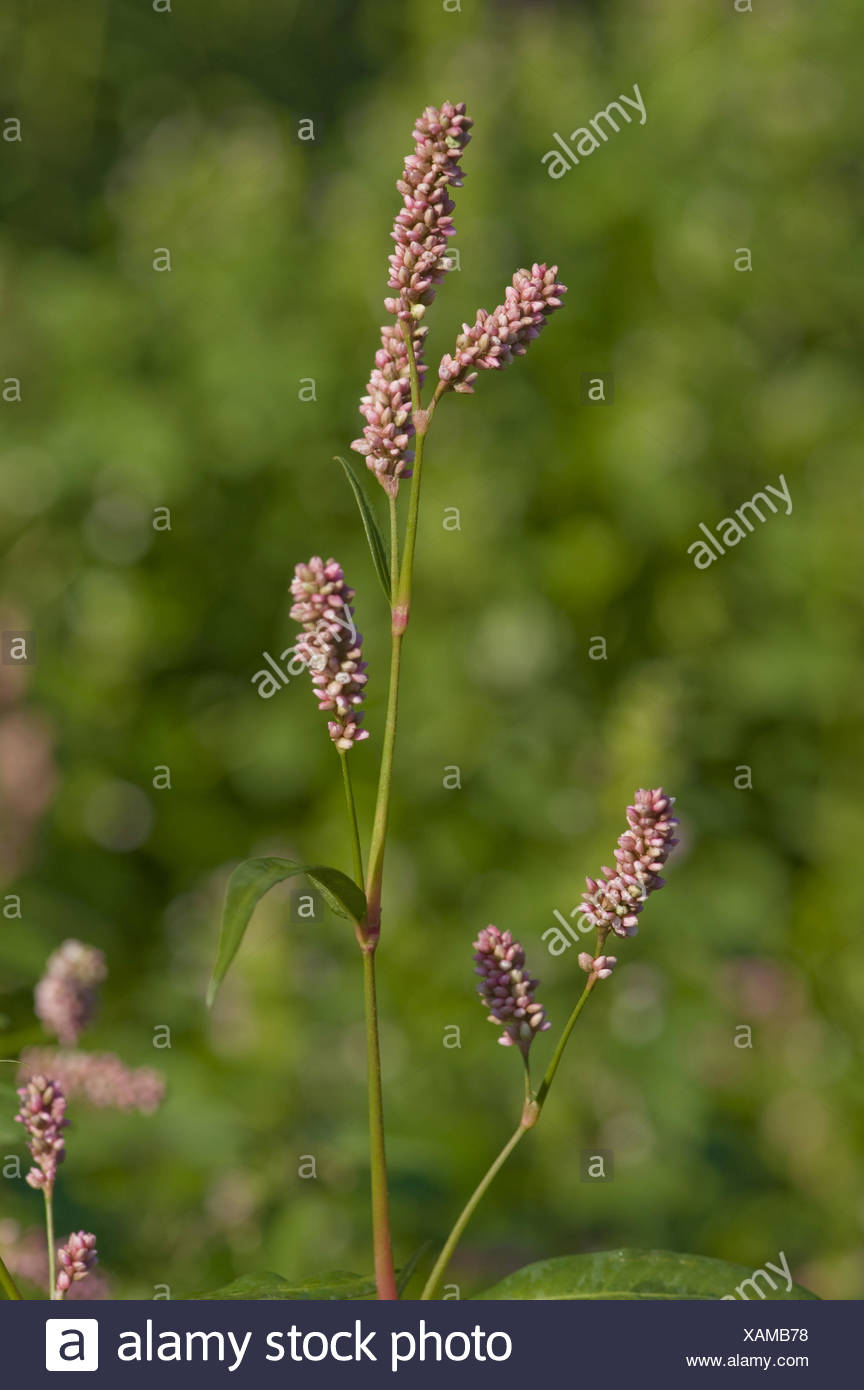 Persicaria Lapathifolia High Resolution Stock Photography and Images ...