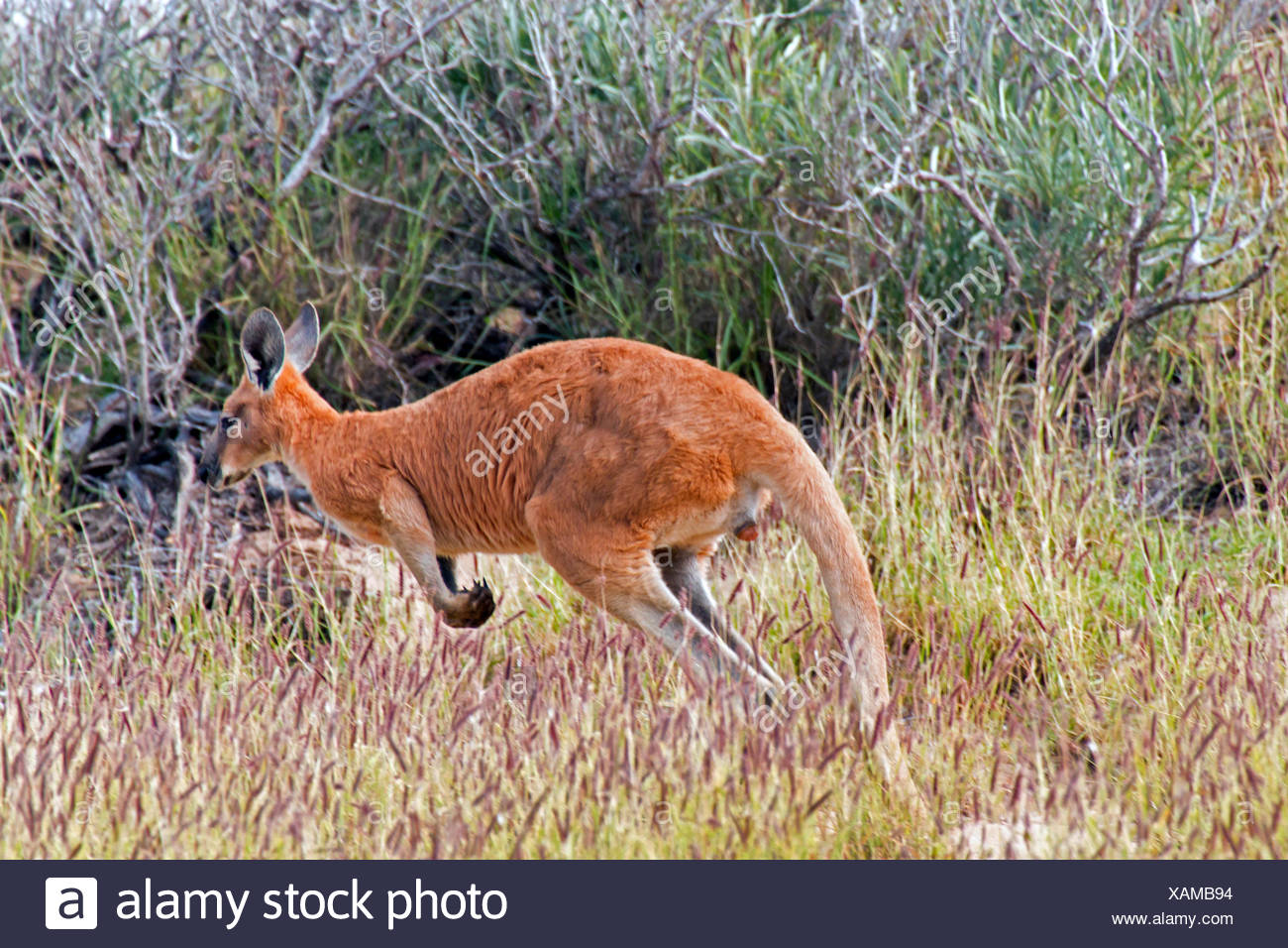 Red Kangaroo Jumping Stock Photos & Red Kangaroo Jumping Stock Images ...