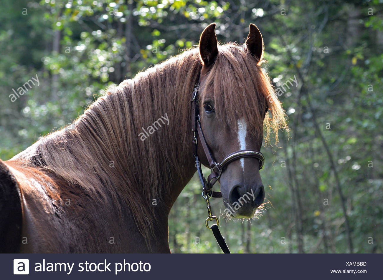 Morgan Horse High Resolution Stock Photography and Images - Alamy