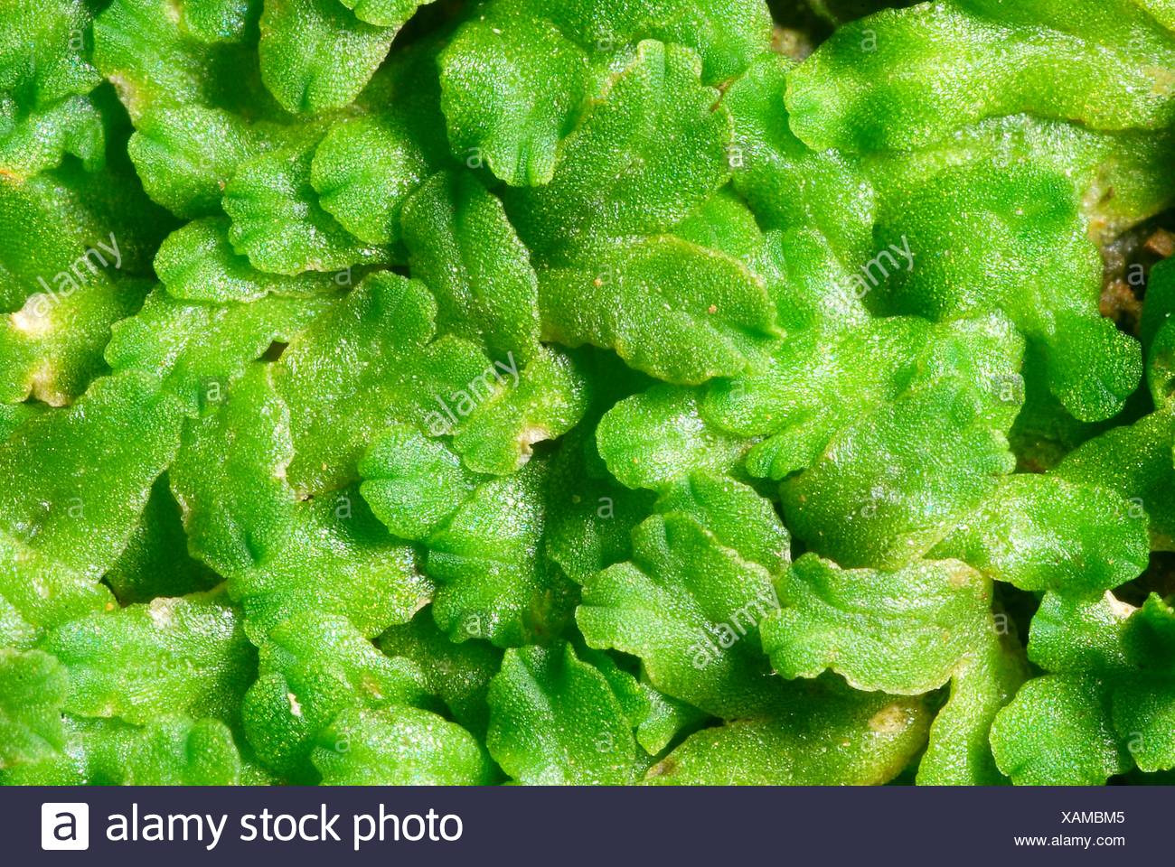 Leafy Liverwort High Resolution Stock Photography and Images - Alamy