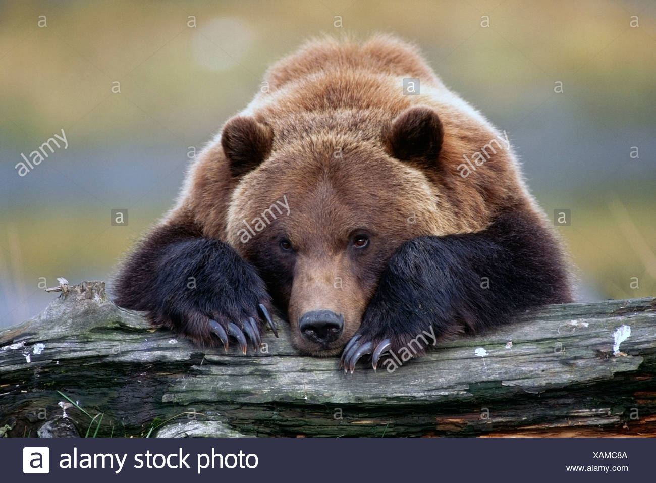 Tired Legs High Resolution Stock Photography and Images - Alamy