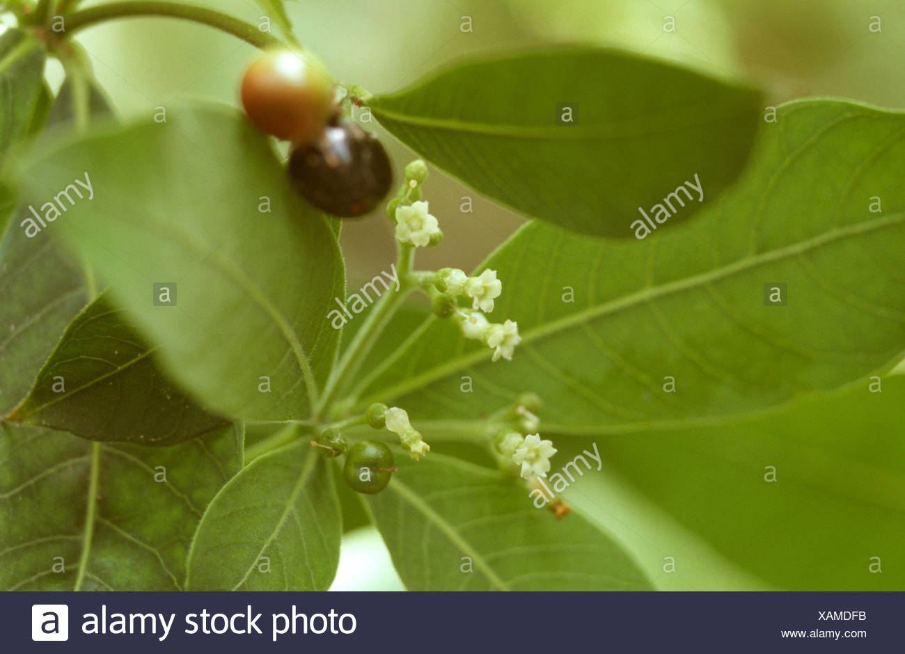 Rauwolfia High Resolution Stock Photography and Images - Alamy