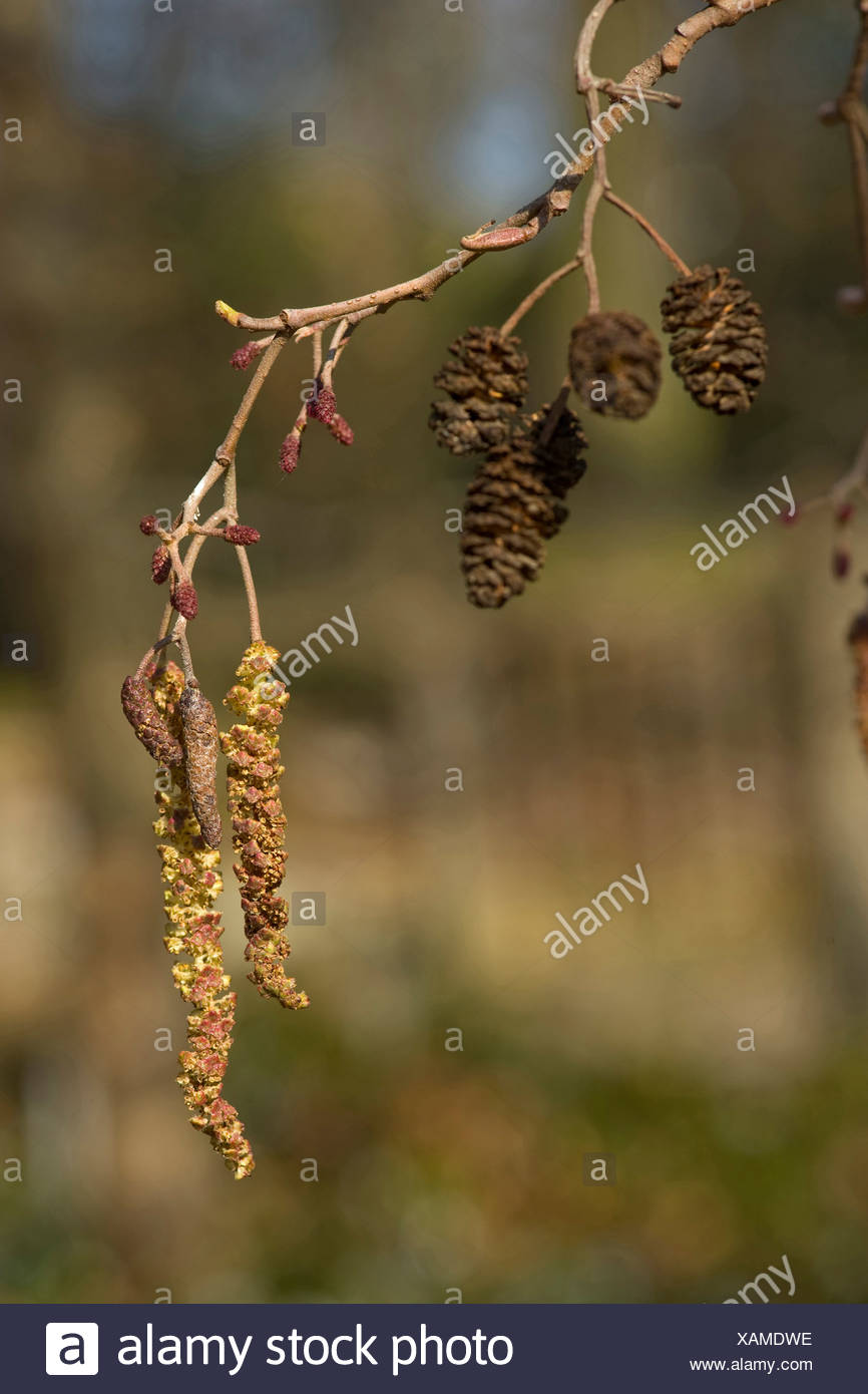 Alder Tree Fruit High Resolution Stock Photography and Images - Alamy