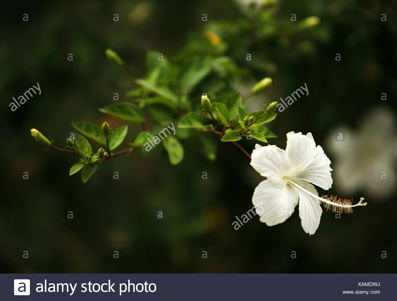 Flora Forna High Resolution Stock Photography and Images - Alamy