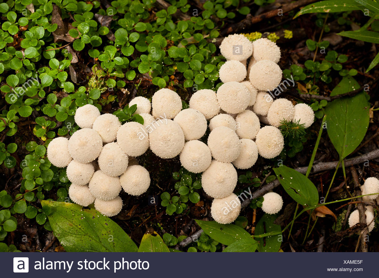 Fungal Ball High Resolution Stock Photography and Images - Alamy
