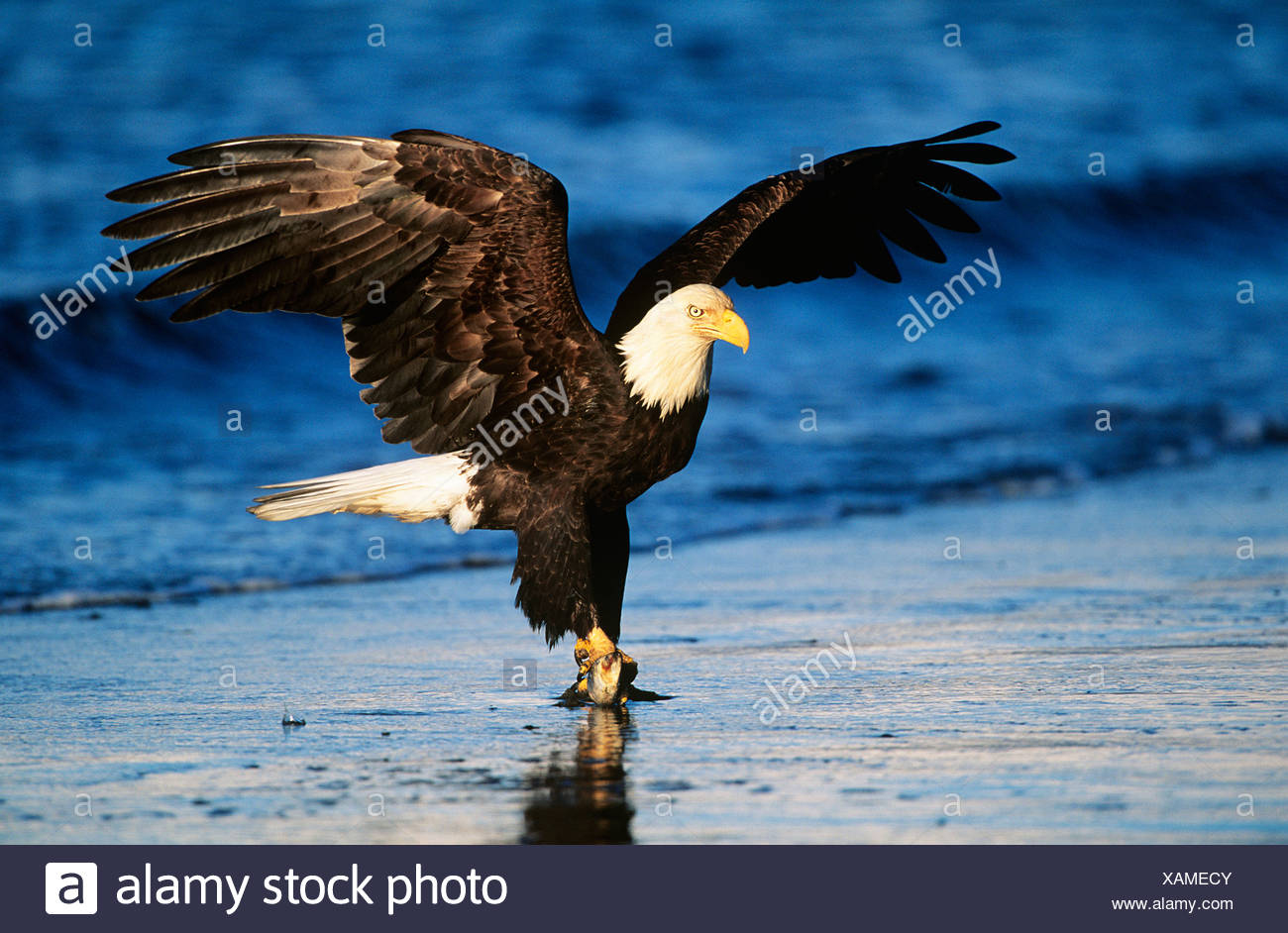 Eagle Catching Fish High Resolution Stock Photography and Images - Alamy