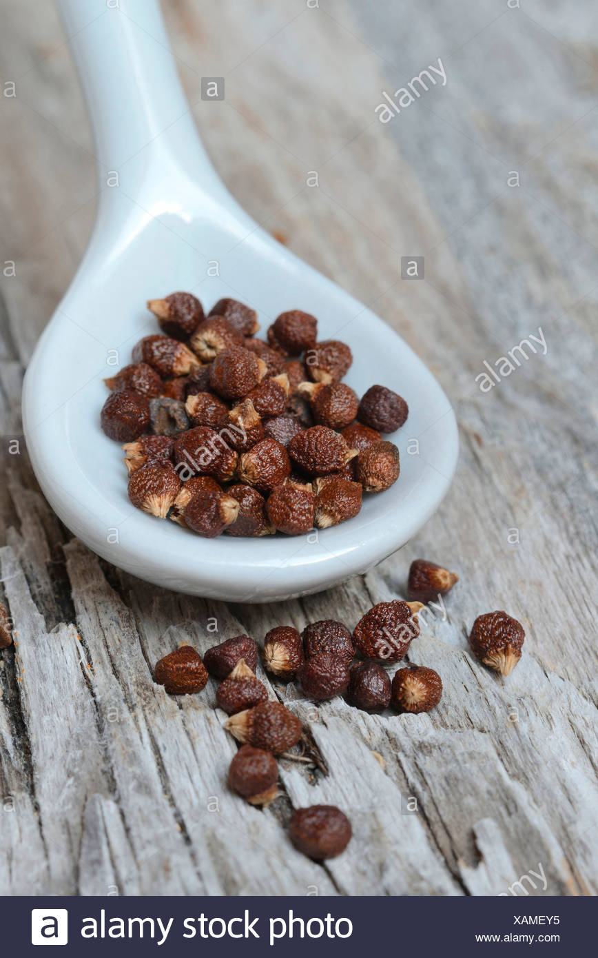 Grains Of Paradise Aframomum Melegueta Stock Photos & Grains Of ...