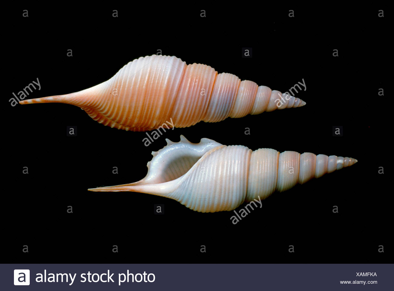 Two Animal Shells High Resolution Stock Photography and Images - Alamy