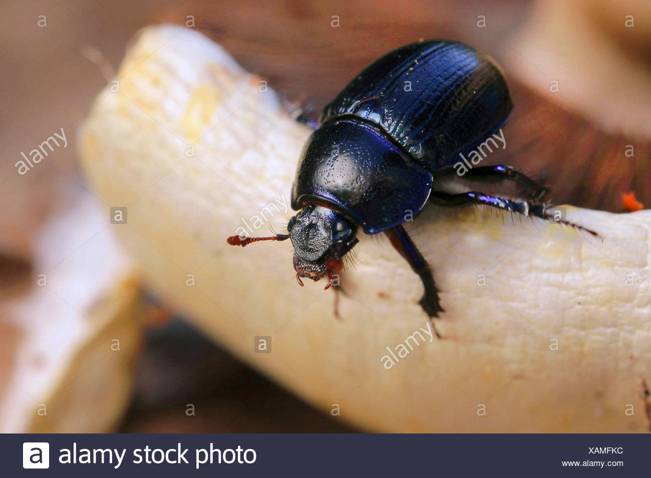 Dor Dung Beetle High Resolution Stock Photography and Images - Alamy