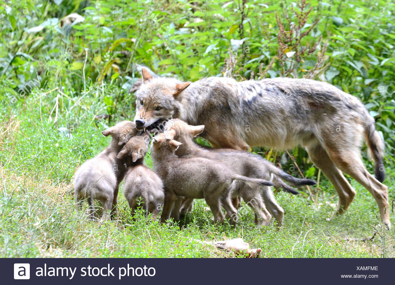 Grey Wolf Pups High Resolution Stock Photography and Images - Alamy