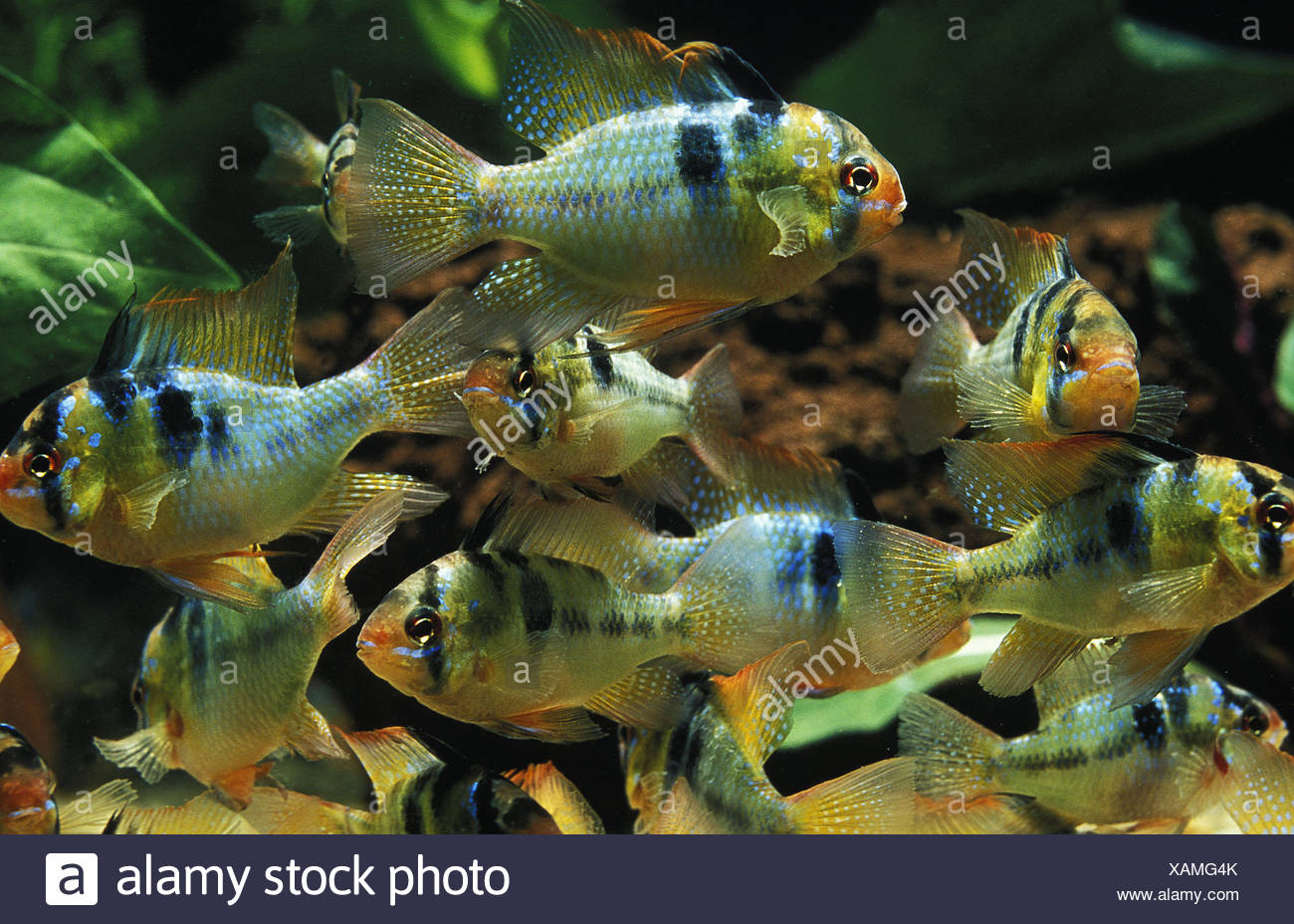 Mikrogeophagus High Resolution Stock Photography and Images - Alamy