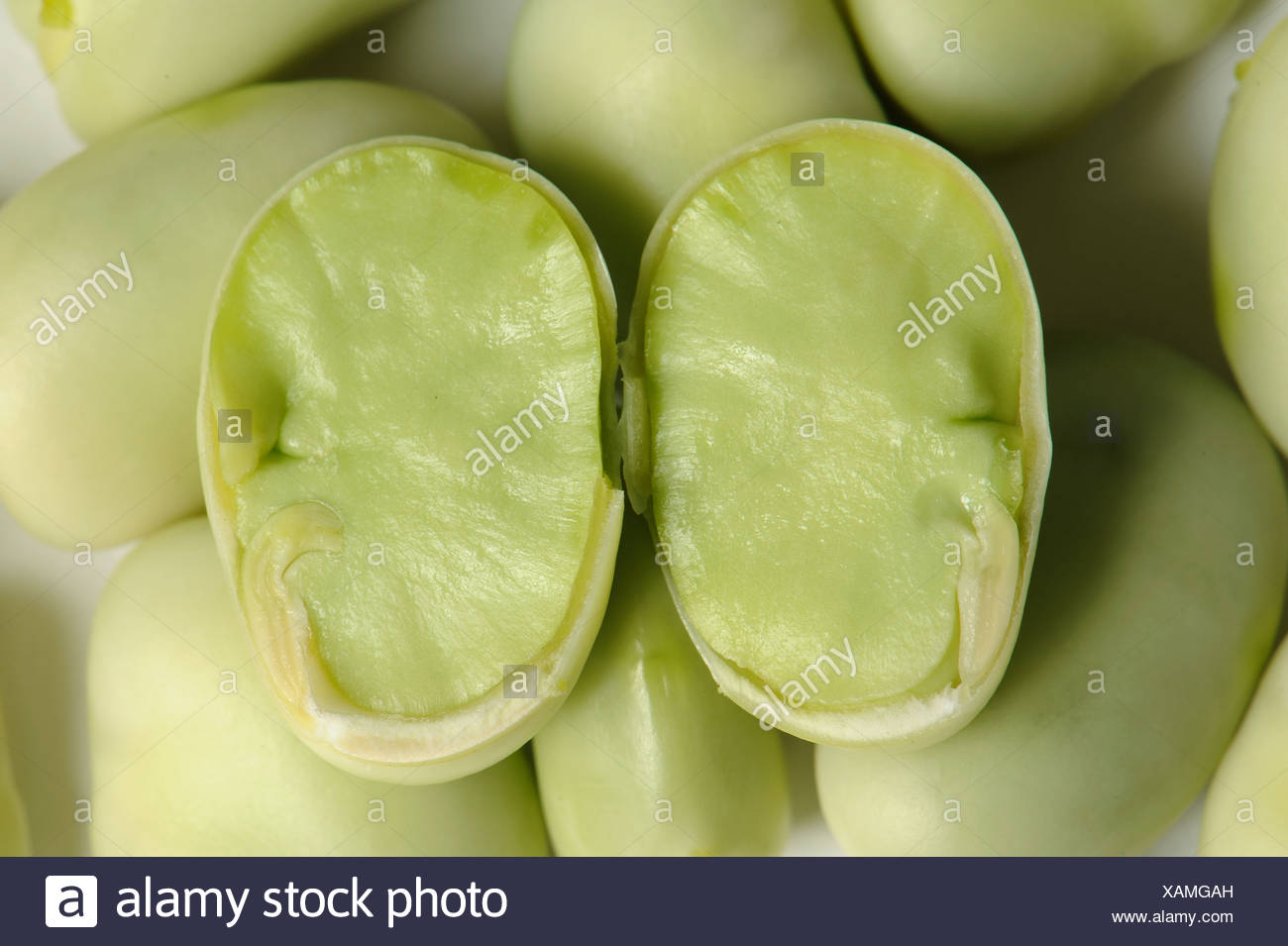 Bean Plant Stock Photos & Bean Plant Stock Images - Alamy
