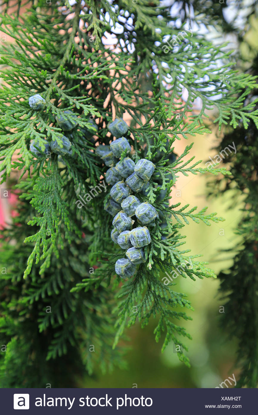 Chamaecyparis High Resolution Stock Photography and Images - Alamy