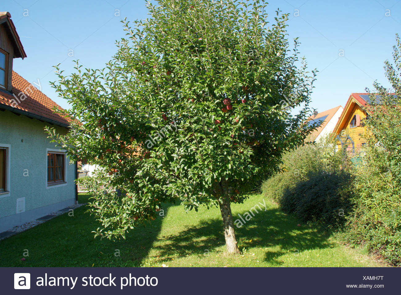 Buschbaum High Resolution Stock Photography and Images - Alamy